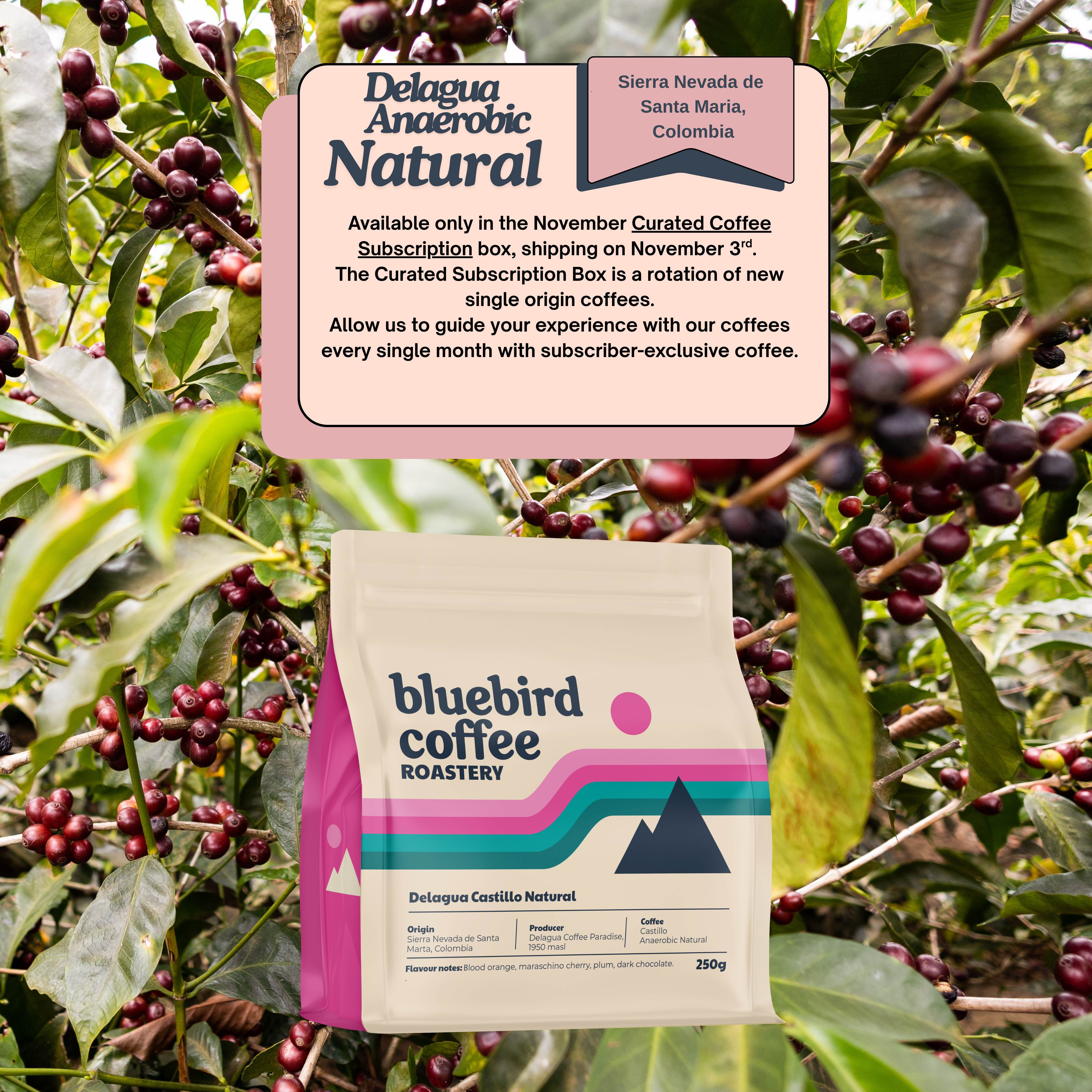 Bluebird Coffee Roastery | Specialty Coffee Roasters | KZN Midlands