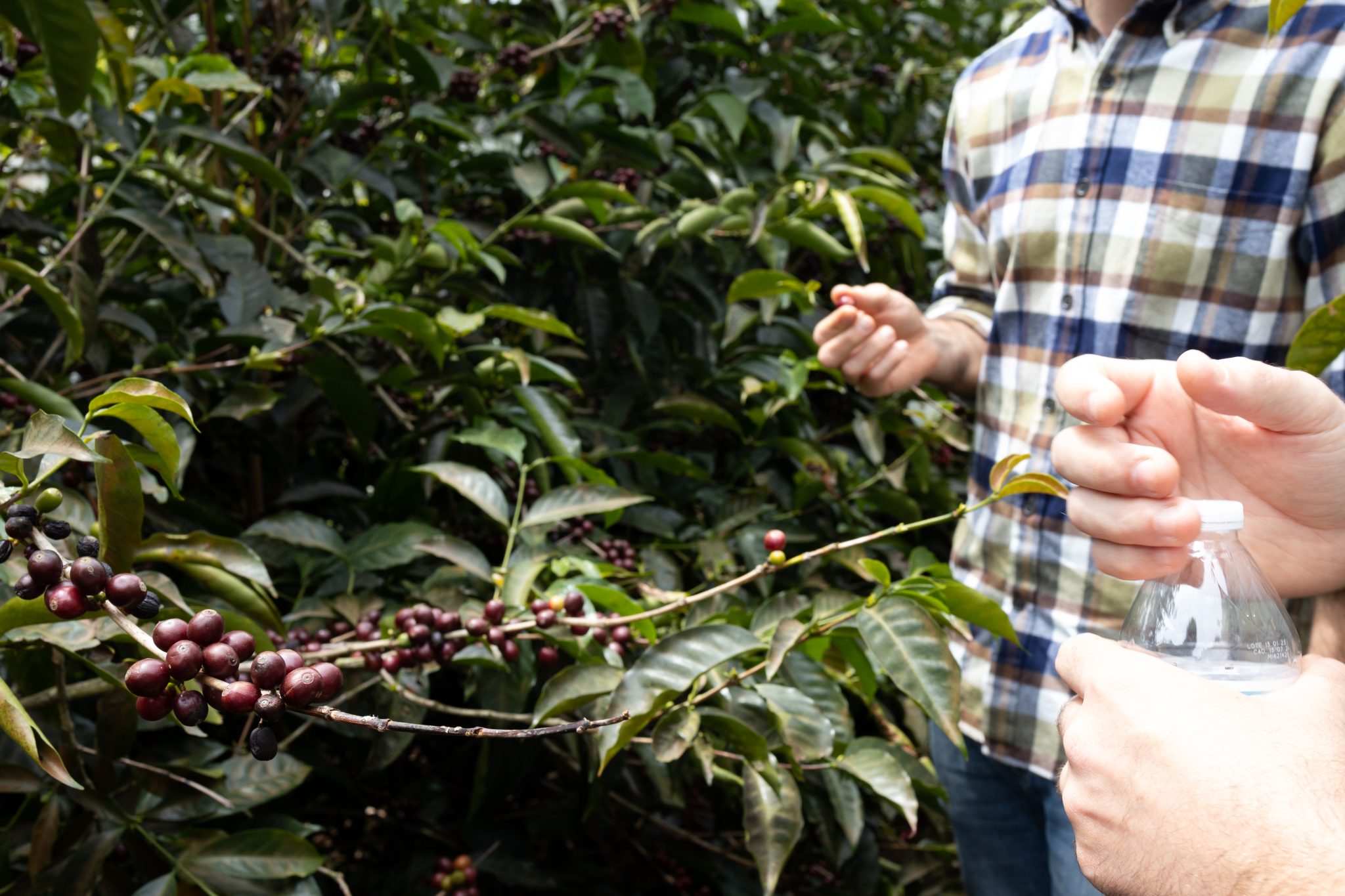 Coffee Processing: The Basics - Bluebird Coffee Roastery