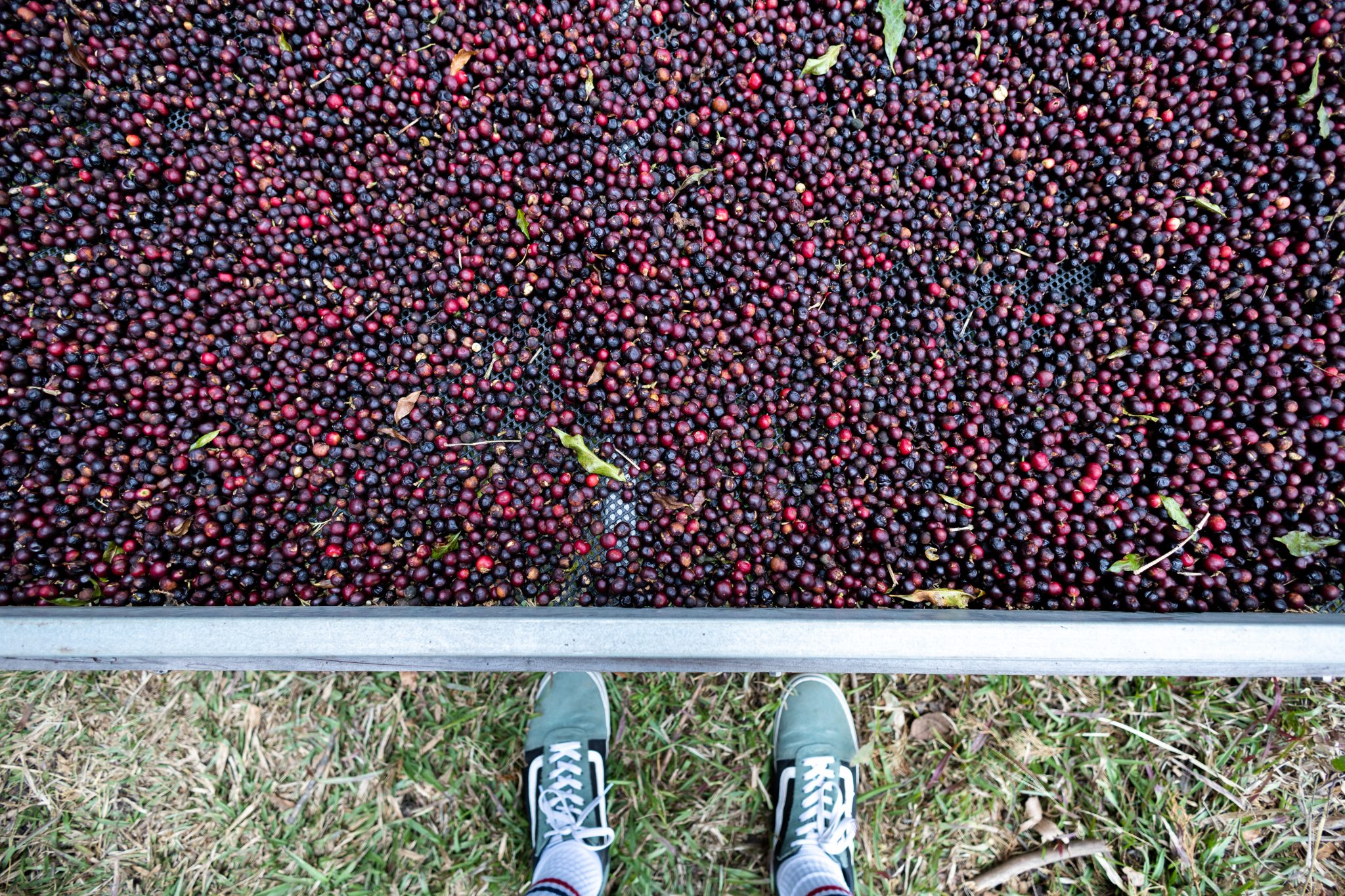 Coffee Processing: The Basics - Bluebird Coffee Roastery